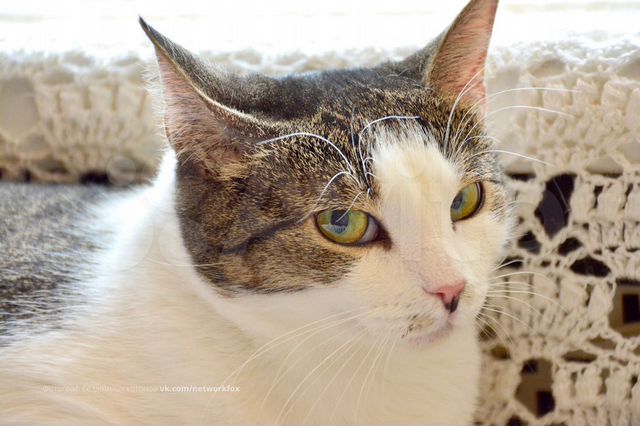 Трогательная нежная Зайка 1,5 года ищет свой дом