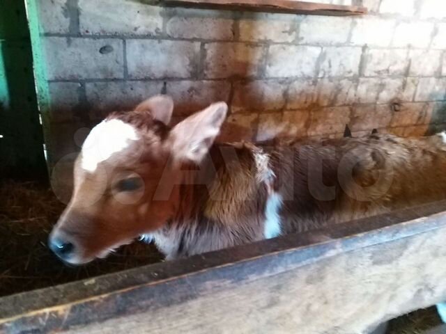 Телята бычки и телки