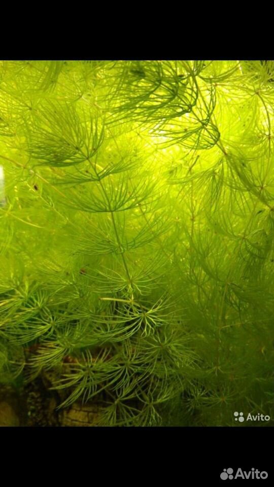 Роголистник, улитки