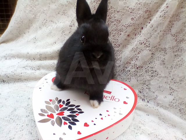 Мини карлики