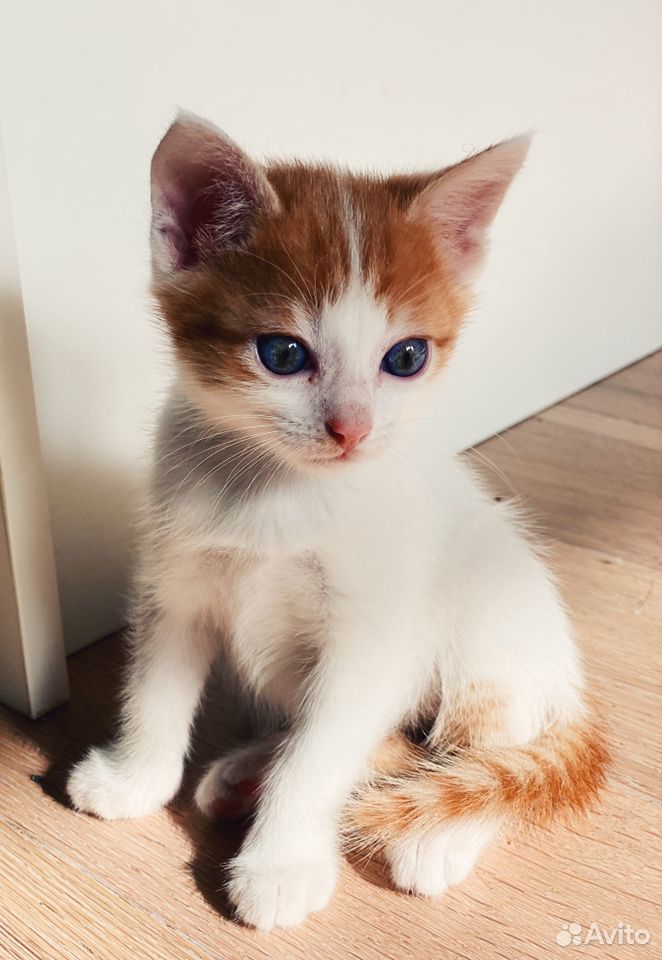 Отдам котят ответственным хозяевам