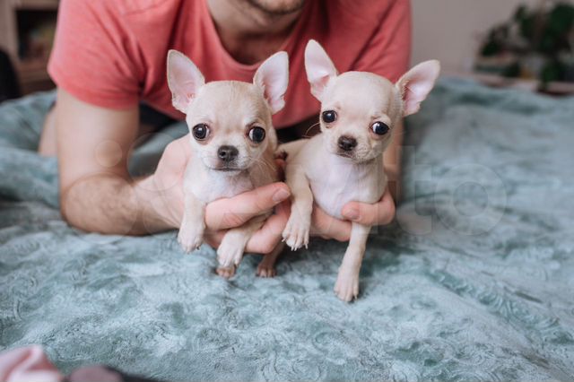 Мини Чихуахуа