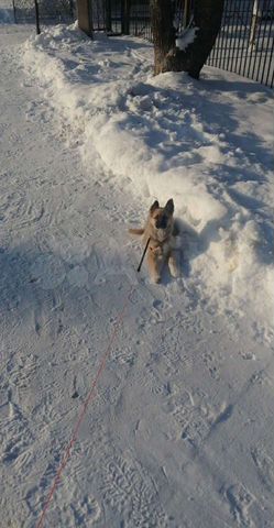 Собаки бесплатно