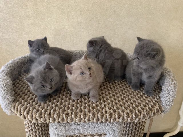 Британский котёнок