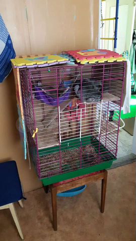 Клетка для шиншиллы вместе с 3 шушами