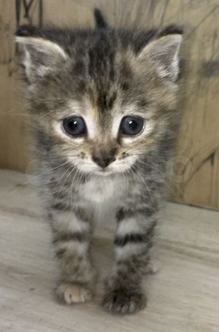Котята 5 штук