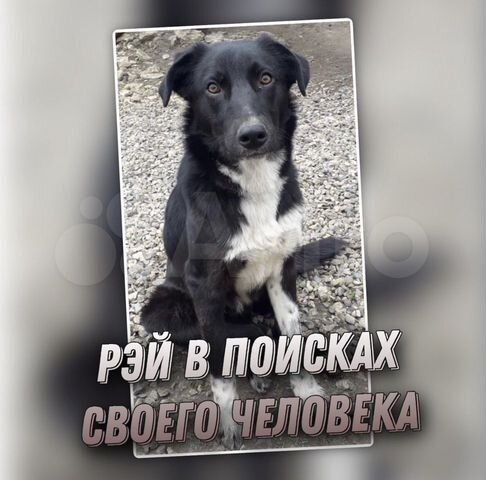 Рэй в добрые руки