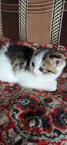 Помогите спасти котенка