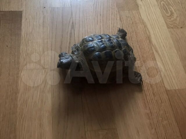 Черепаха сухопутная