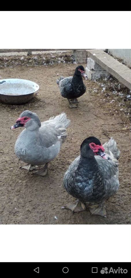 Индоутки Лаванда