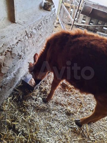 Телочка 1 год 2 месяца