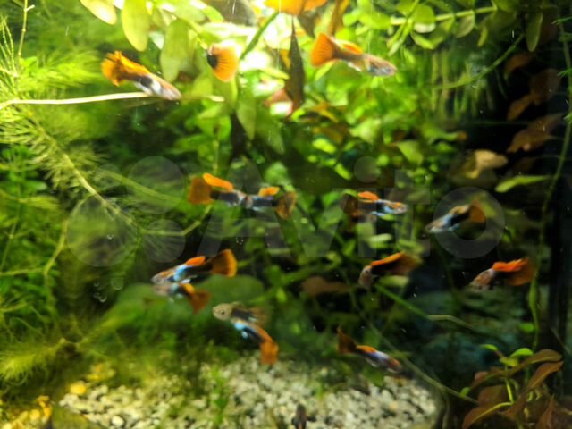 Рыбки гуппи