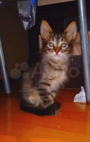 Чудо чудное и ушастое