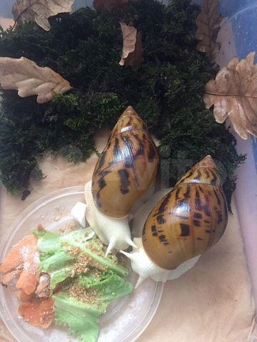 Улитки Achatina Reticulata Albino Тигровые