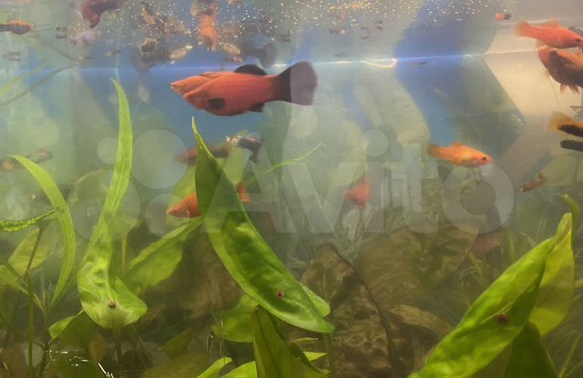 Аквариумные рыбки
