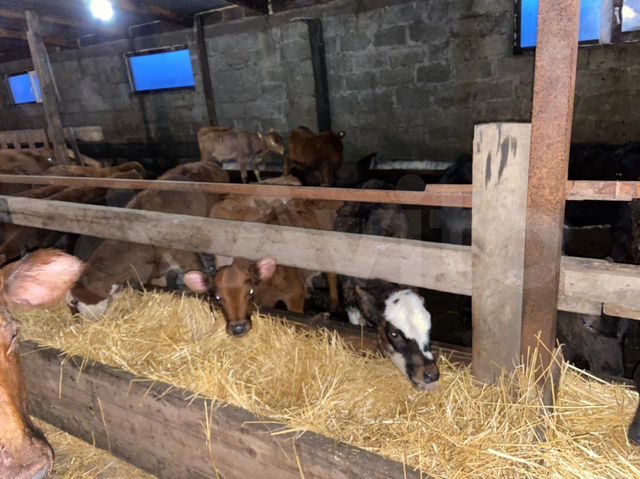 Телята бычки