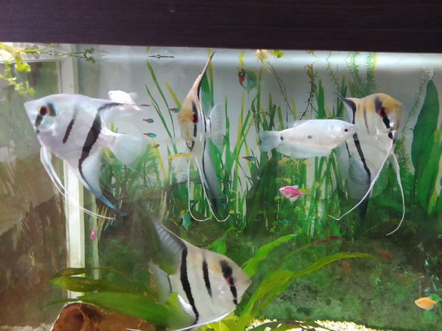 Взрослые скалярии пары, коридорасы, гурами