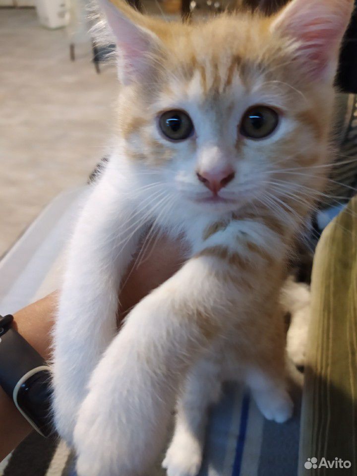 Кошка