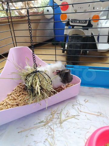 Морская свинка 2м с клеткой