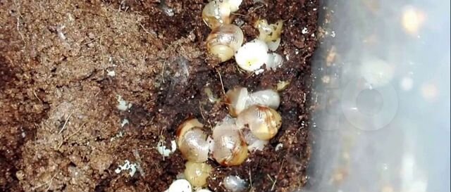 Малыши улиток Ахатин