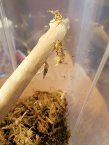 Улитки суббулина