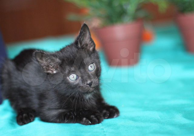 Котёнки-чертёнки
