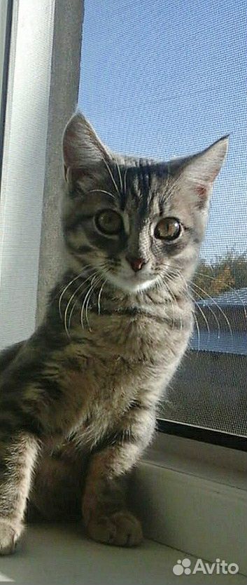 Котенок девочка - мурлыка 3 месяца