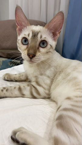 Бенгальская кошечка