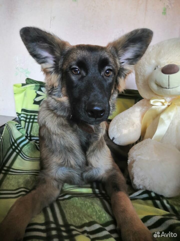 Мартин ищет дом