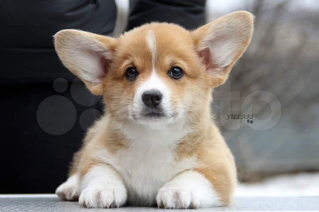 Рыже белый корги щенок