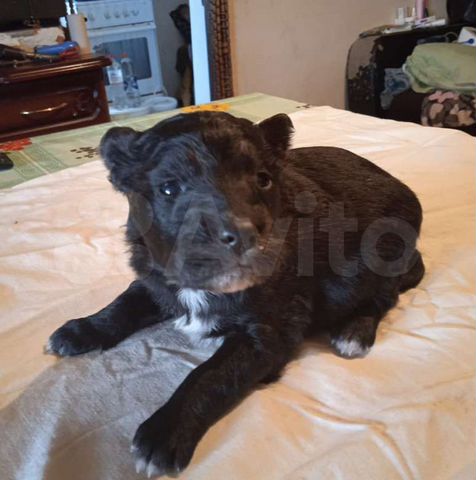 Маленький щеночек в добрые руки