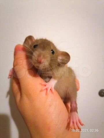 Крысята крыса дамбо малыши