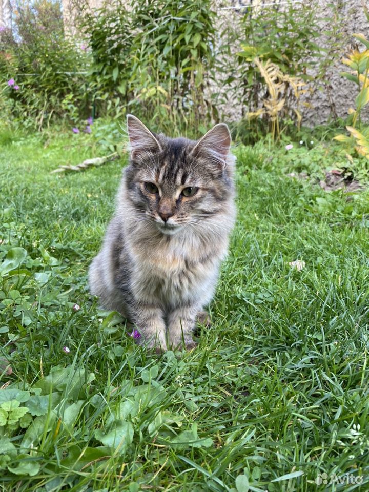 Котёнок (девочка) родилась в мае 5 месяцев. Отдам