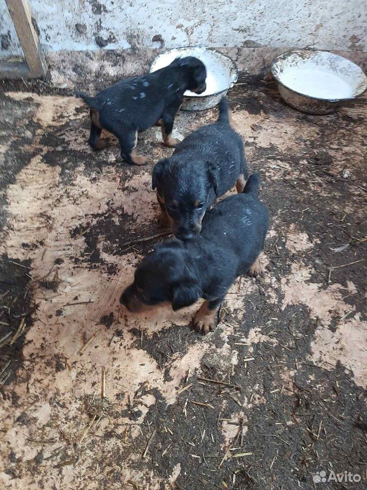 Щенки ягдтерьера