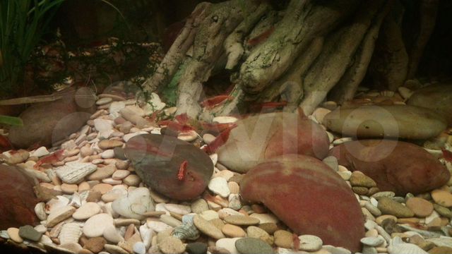 Креветки вишни