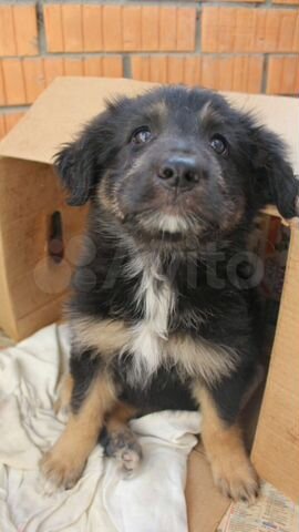 Щенки 4-5 мес