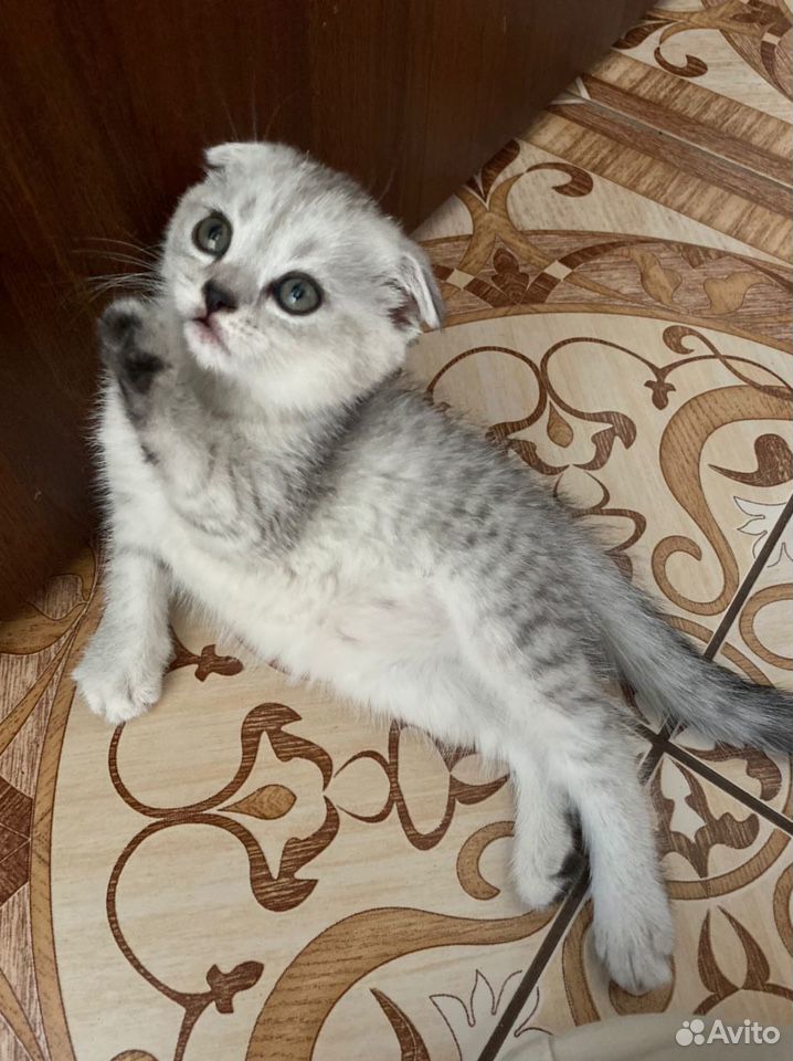 Шотландская