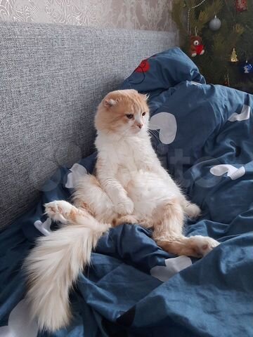 Вязка с вислоухим котом породы Хайленд Фолд в Сипа