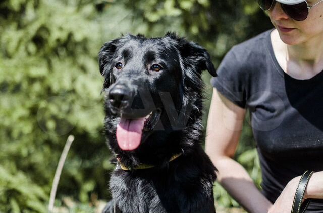 Приют или дом метис лабрадора Аля ищет дом