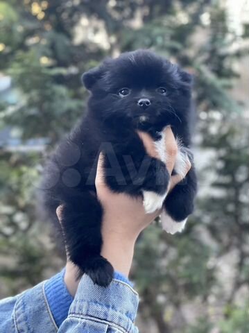 Малышка чернышка