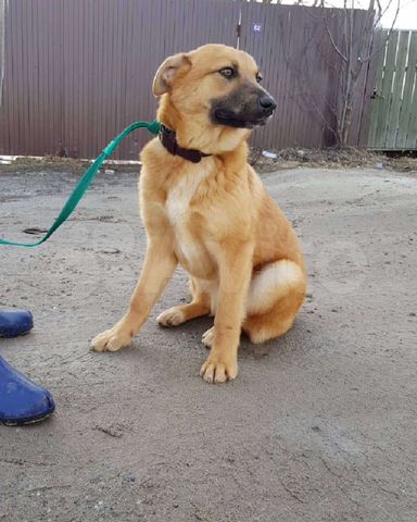 Собака в добрые руки