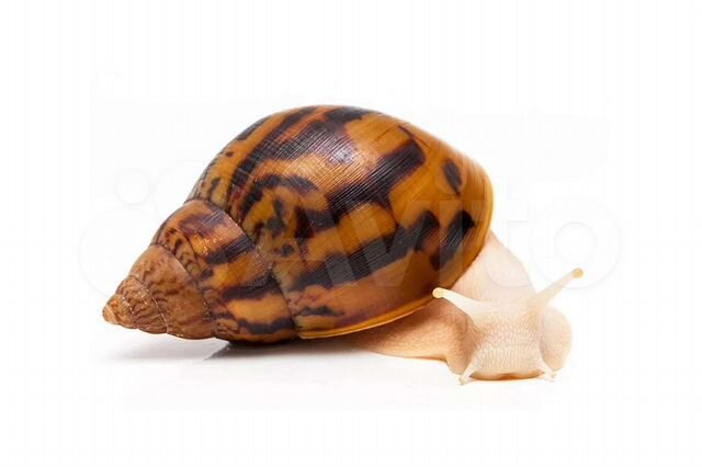 Улитка альбино