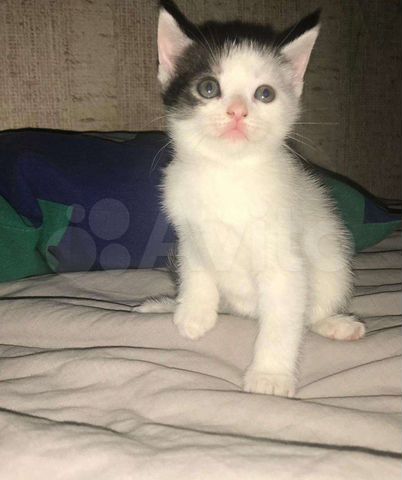 Кошка