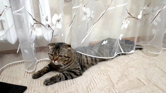 Ищу дом замечательному котику
