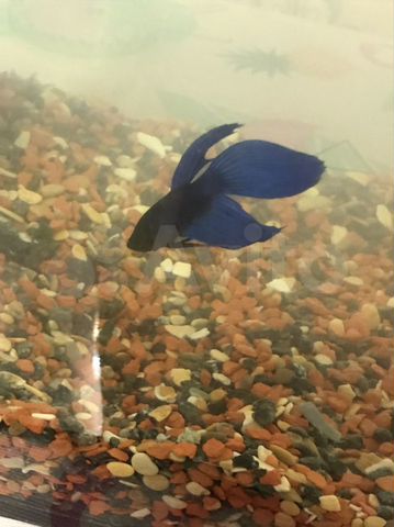 Рыба петушок голубой (самец)