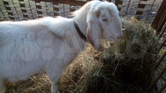 Услуги нубийского козла