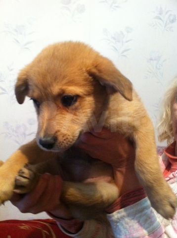 Отличные, плюшевые щенки в хорошие руки