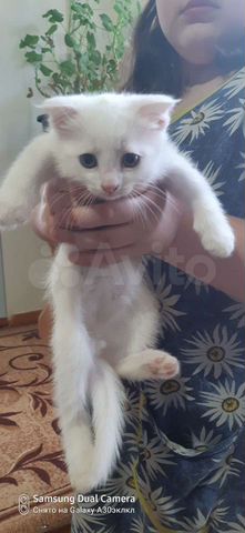 Белый котенок