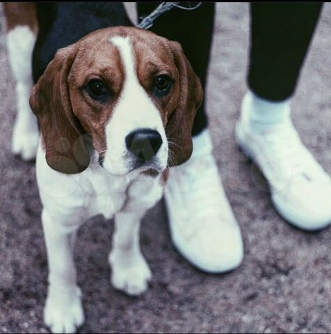 Случка, бигль