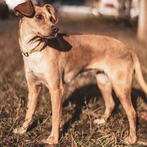 Левретка метис